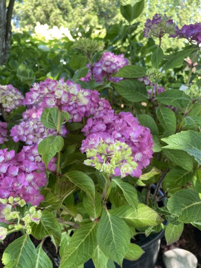 Welcome to Kent's Garden & Nursery! | Kent's Nursery