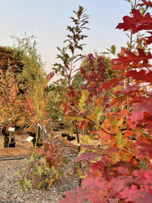 Welcome to Kent's Garden & Nursery! | Kent's Nursery